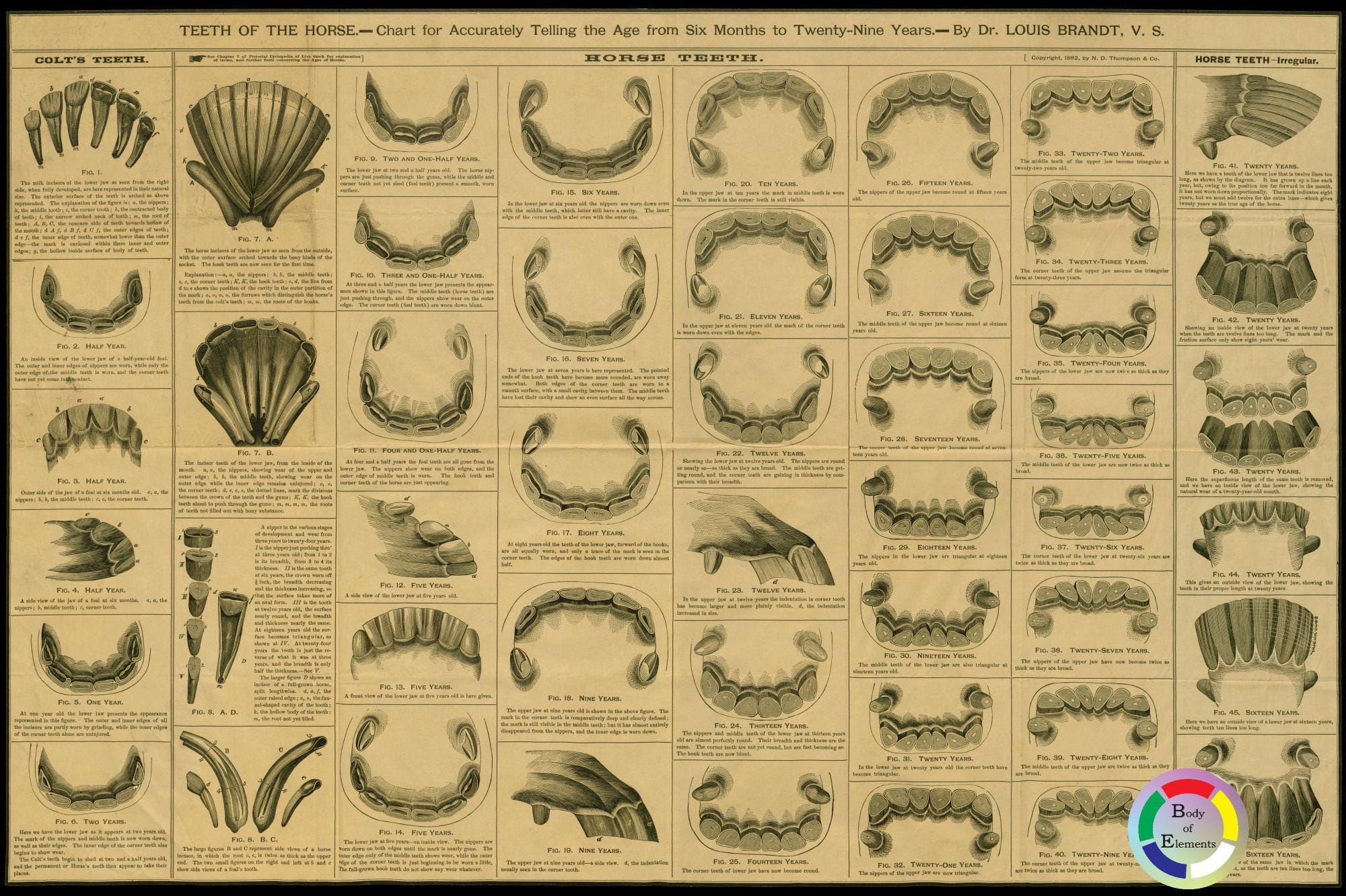 Equine Age of Horse by Teeth Poster Veterinary Dental Anatomical Chart ...