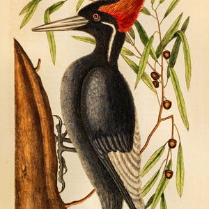 170 Vintage Old Bird Illustrations Ephemera Digital Print Download Junk ...