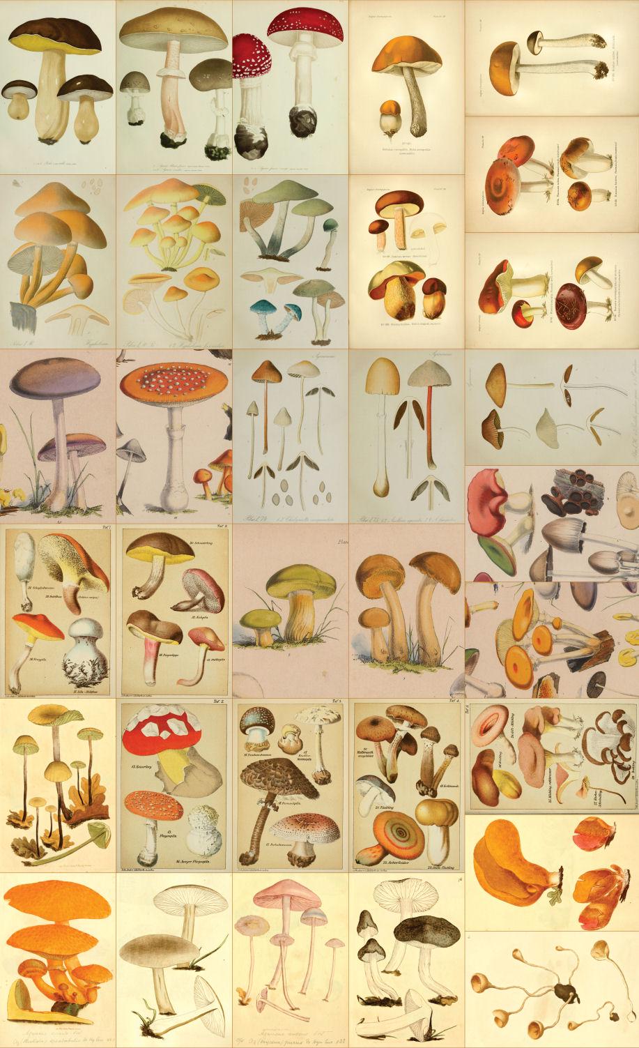 165 Vintage Old Mushroom Illustrations Sheets Digital Print Download ...