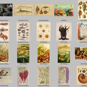 Sea Life Fish Ocean Vintage Old Illustrations Ephemera Digital Print ...