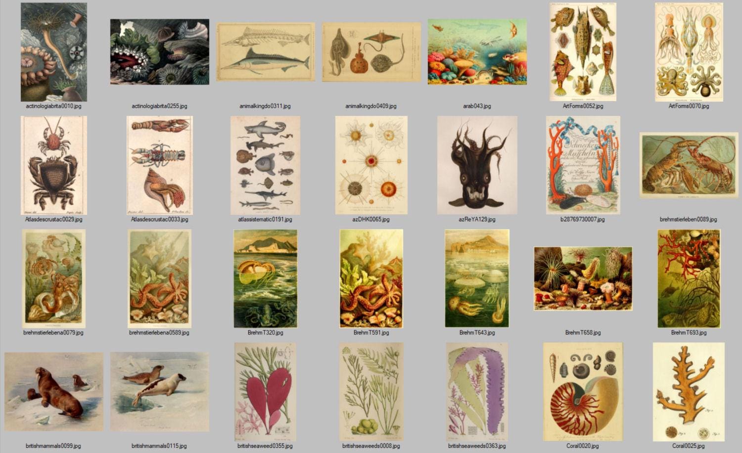Sea Life Fish Ocean Vintage Old Illustrations Ephemera Digital Print ...
