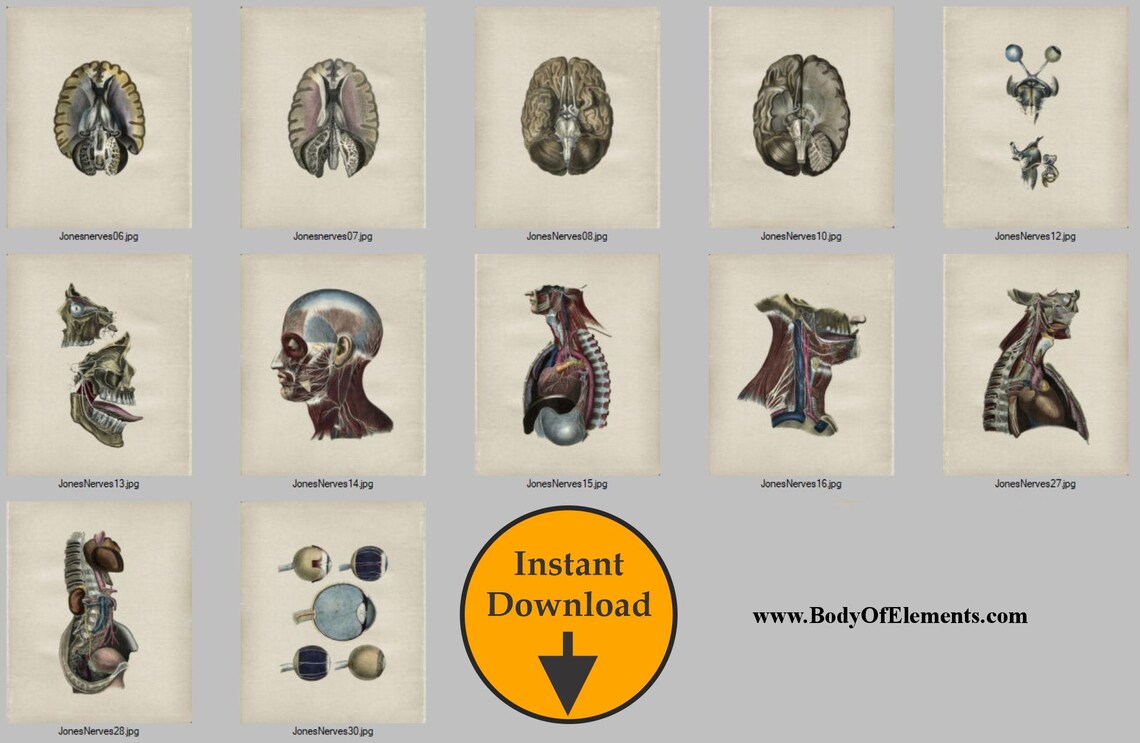 Vintage Medical Ephemera 27 Digital Print Download Junk Journal Anatomy ...