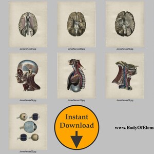 Vintage Medical Ephemera 27 Digital Print Download Junk Journal Anatomy ...