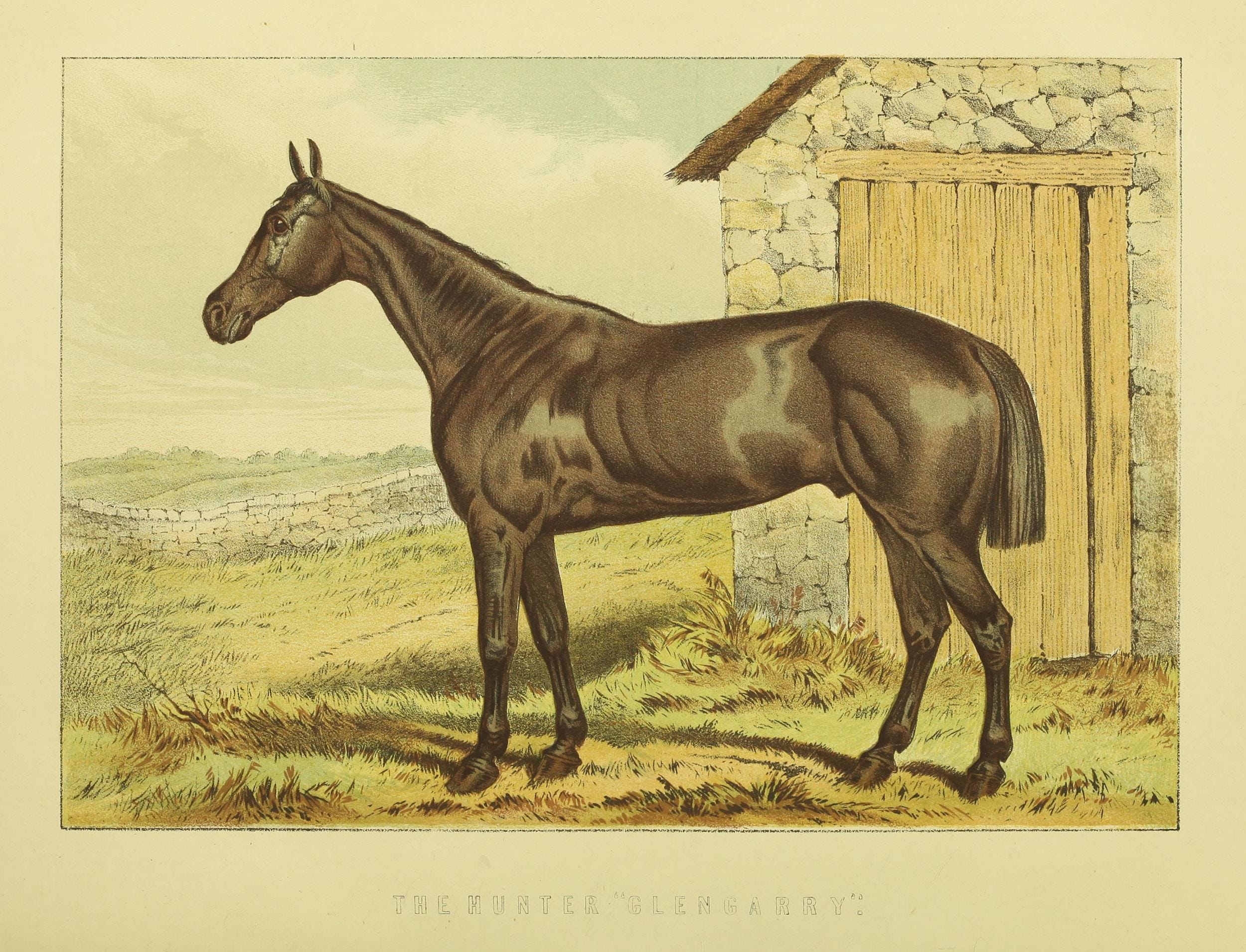Horse Equestrian 92 Vintage Old Horseback Riding Ephemera Digital Print ...