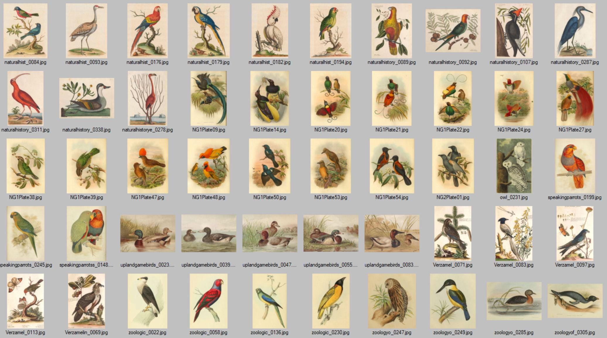 170 Vintage Old Bird Illustrations Ephemera Digital Print Download Junk ...