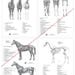 Horse Anatomy Book With Illustrations of the Muscles & Bones Veterinary ...