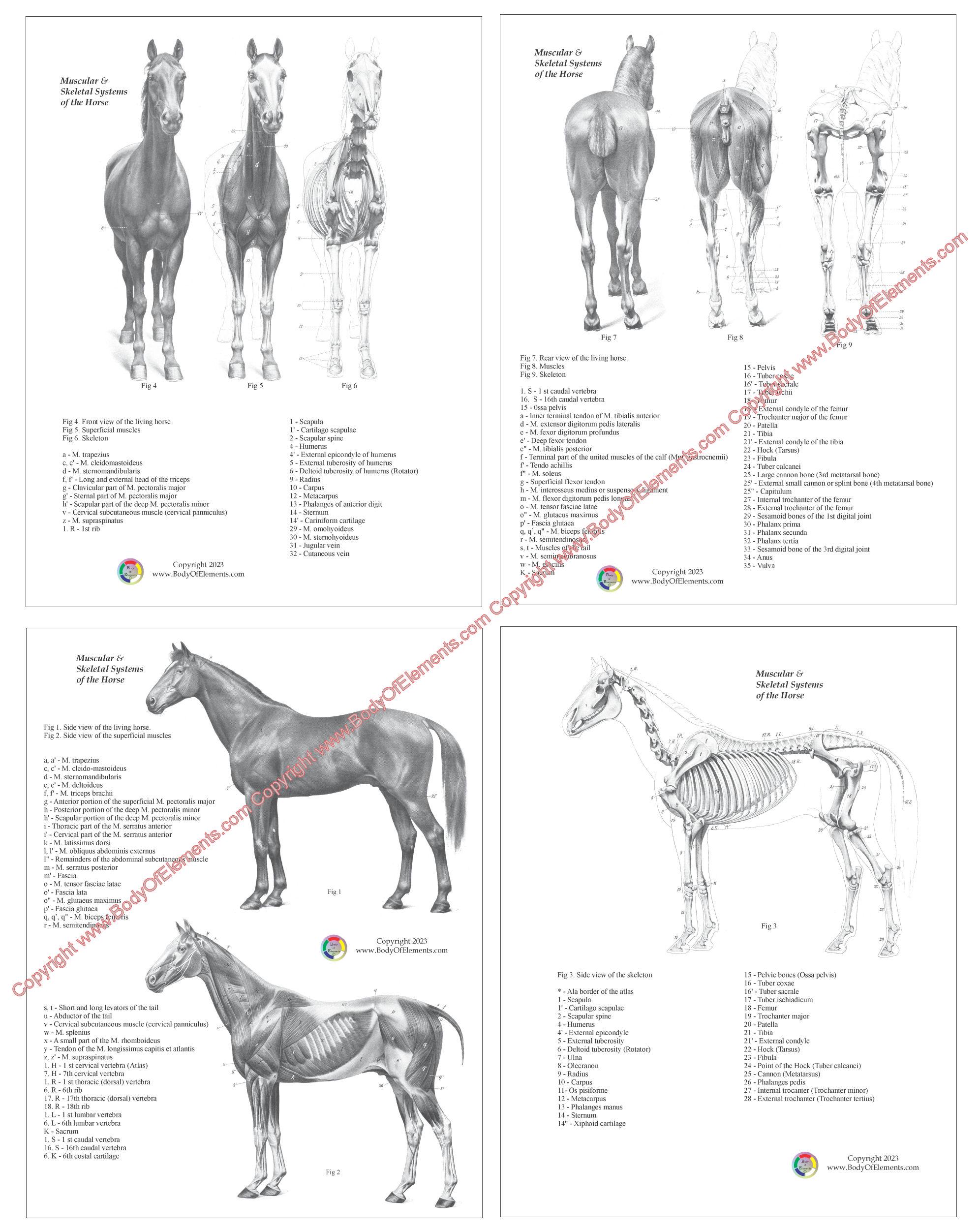 Horse Anatomy Book With Illustrations of the Muscles & Bones Veterinary ...
