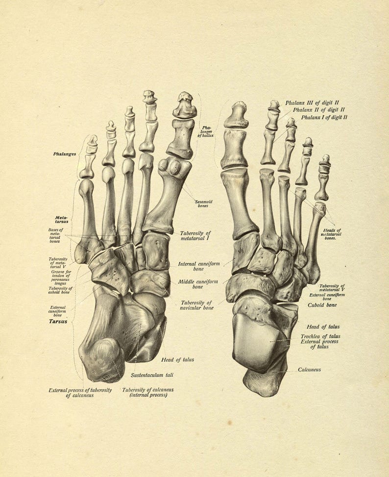 Vintage Anatomy 37 Digital Print Download Junk Journal Medical ...