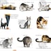 Cat Body Language Chart Illustrated Guide to Feline Emotions, Mood ...