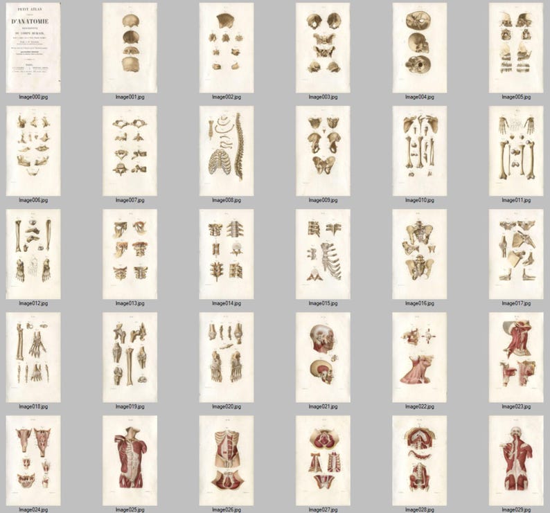 Vintage Old 1852 Anatomy 112 Illustrations Medical Ephemera Digital ...
