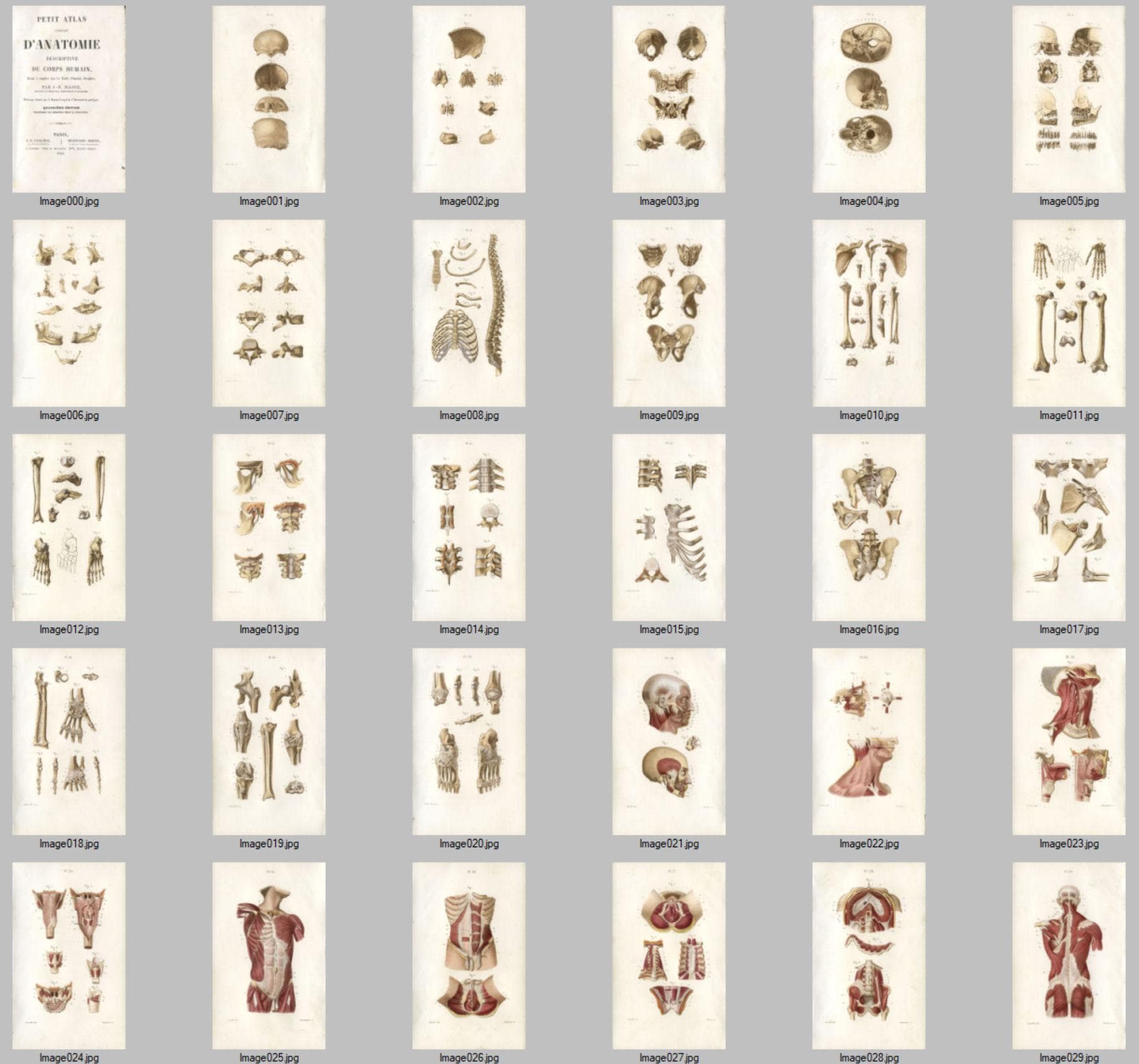 Vintage Old 1852 Anatomy 112 Illustrations Medical Ephemera Digital ...
