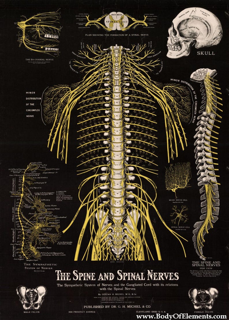 The Spine and Spinal Nerves Vintage 1914 Poster Medical Anatomy Wall ...