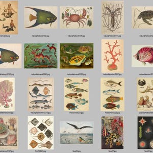 Sea Life Fish Ocean Vintage Old Illustrations Ephemera Digital Print ...