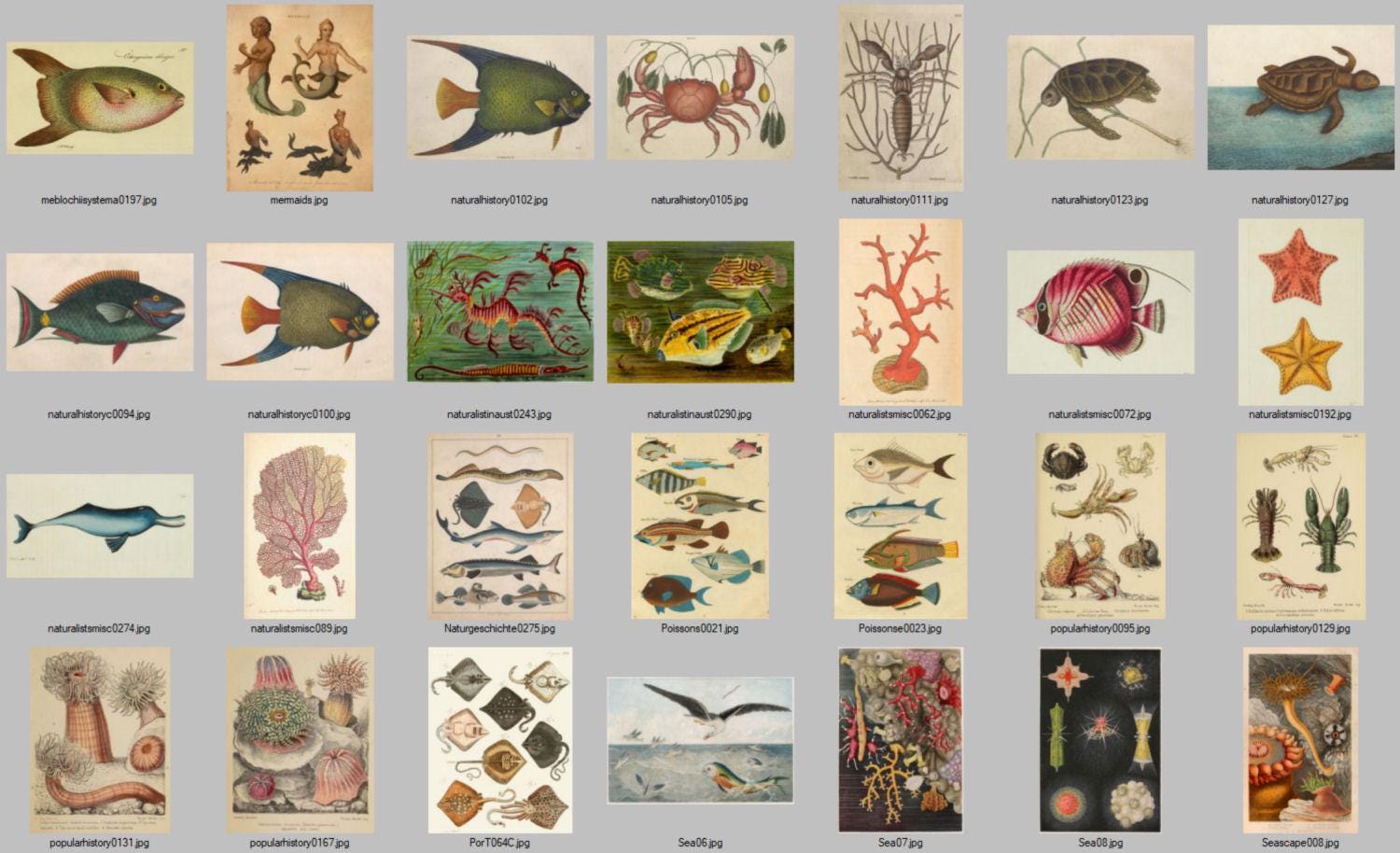 Sea Life Fish Ocean Vintage Old Illustrations Ephemera Digital Print ...