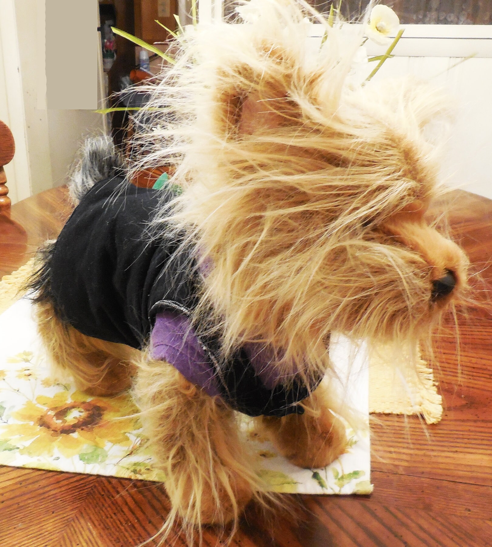 Yorkie Jacket Sewing Pattern: Reversible Dog Vest (PDF Download) - Etsy