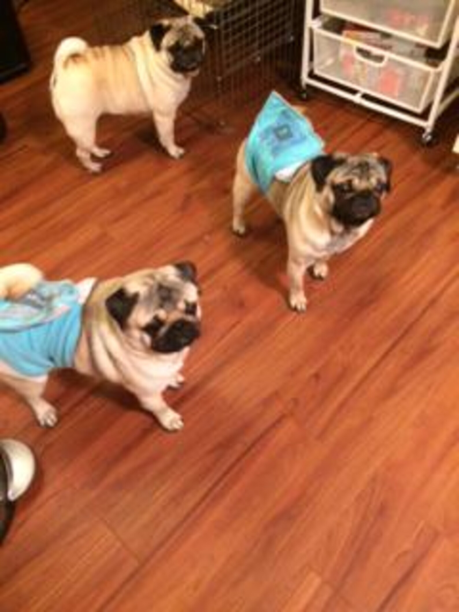 Pug Size Dog Diaper Wrap Belly Band Pattern Pdf Download Digital File ...