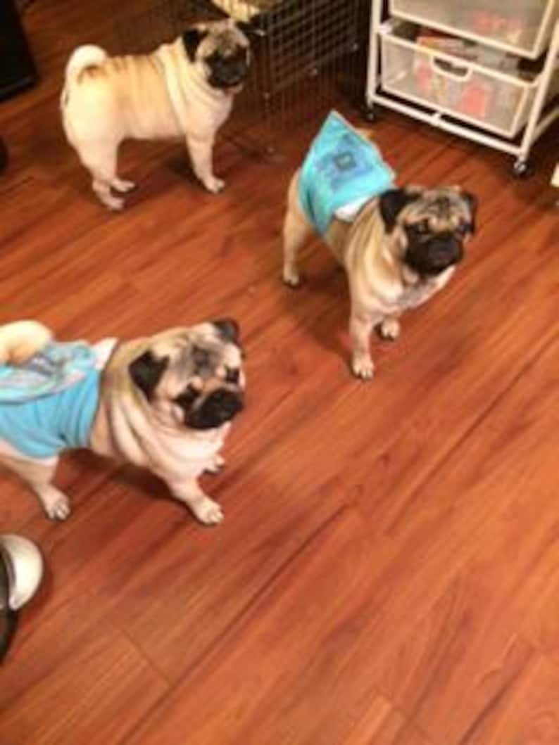 Pug Size Dog Diaper Wrap Belly Band Pattern Pdf Download - Etsy