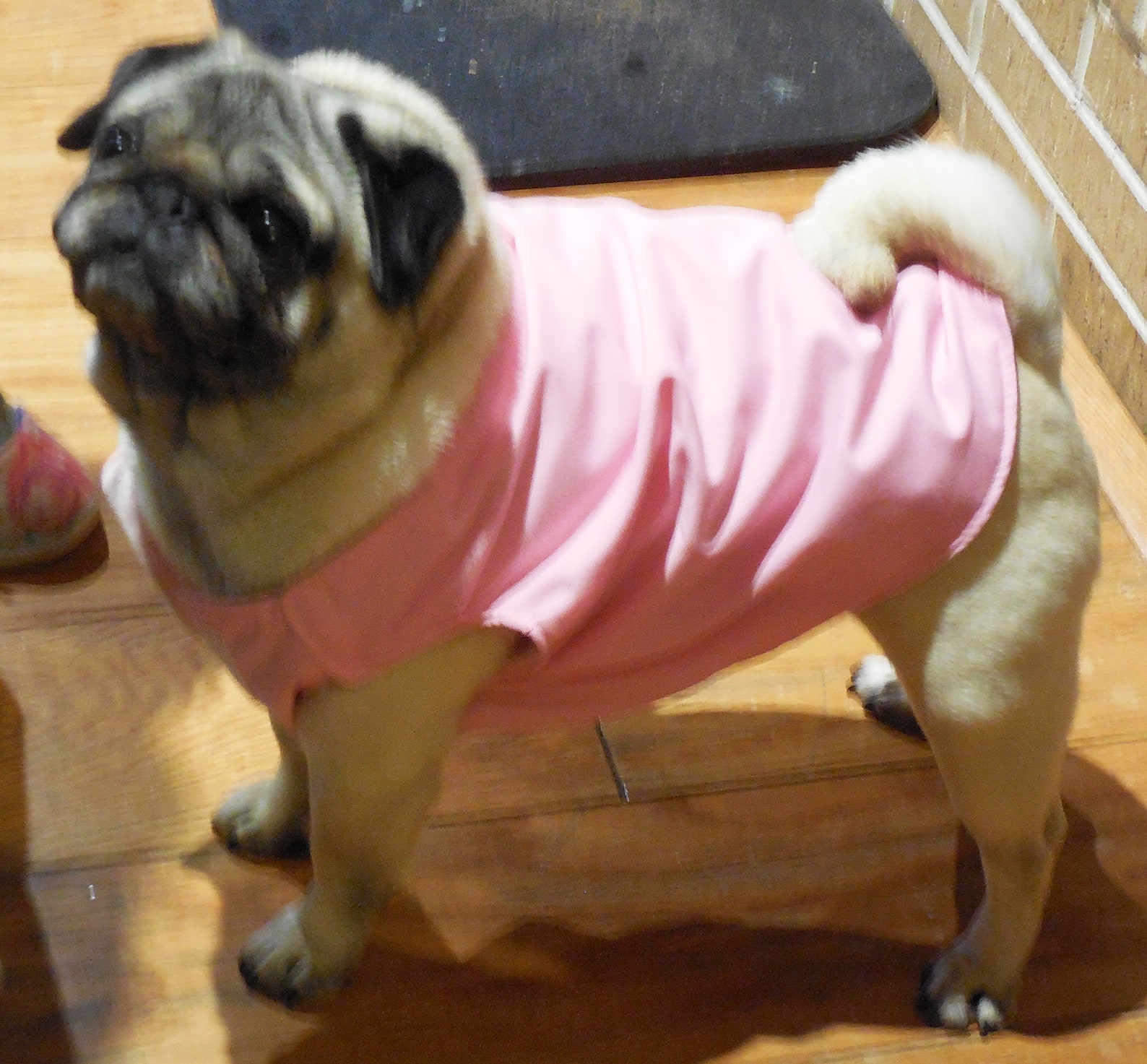 Pug Dog Pet Vest Sewing Pattern Digital Download Reversible Jacket for ...