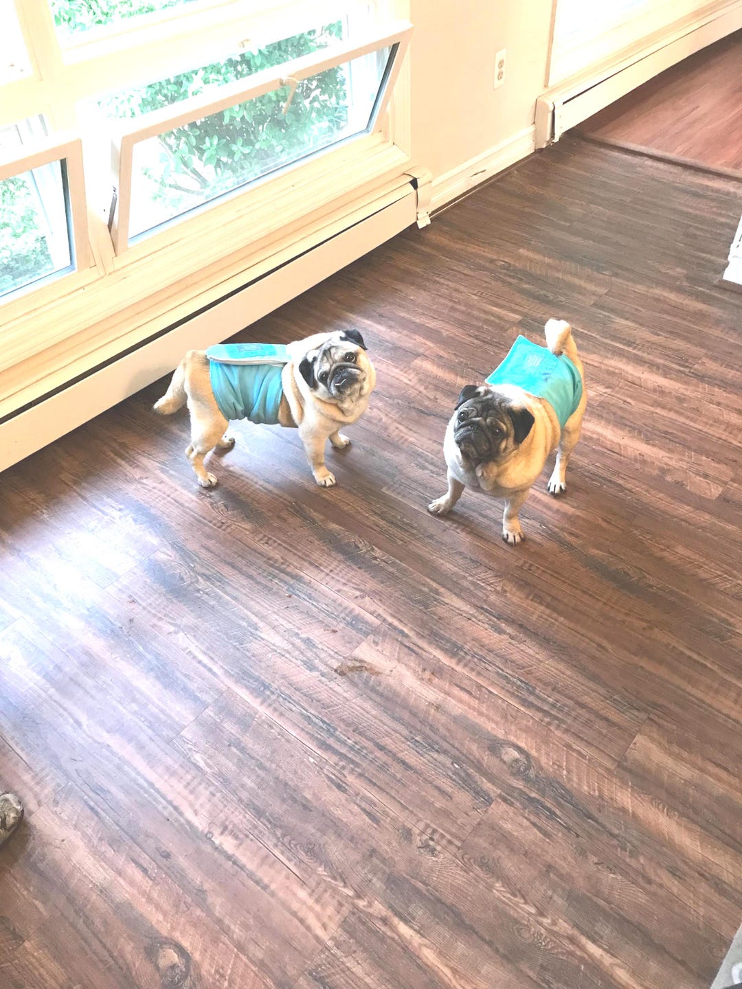 Pug Belly Band Sewing Pattern Dog Diaper Wrap Pet Training PDF Download ...