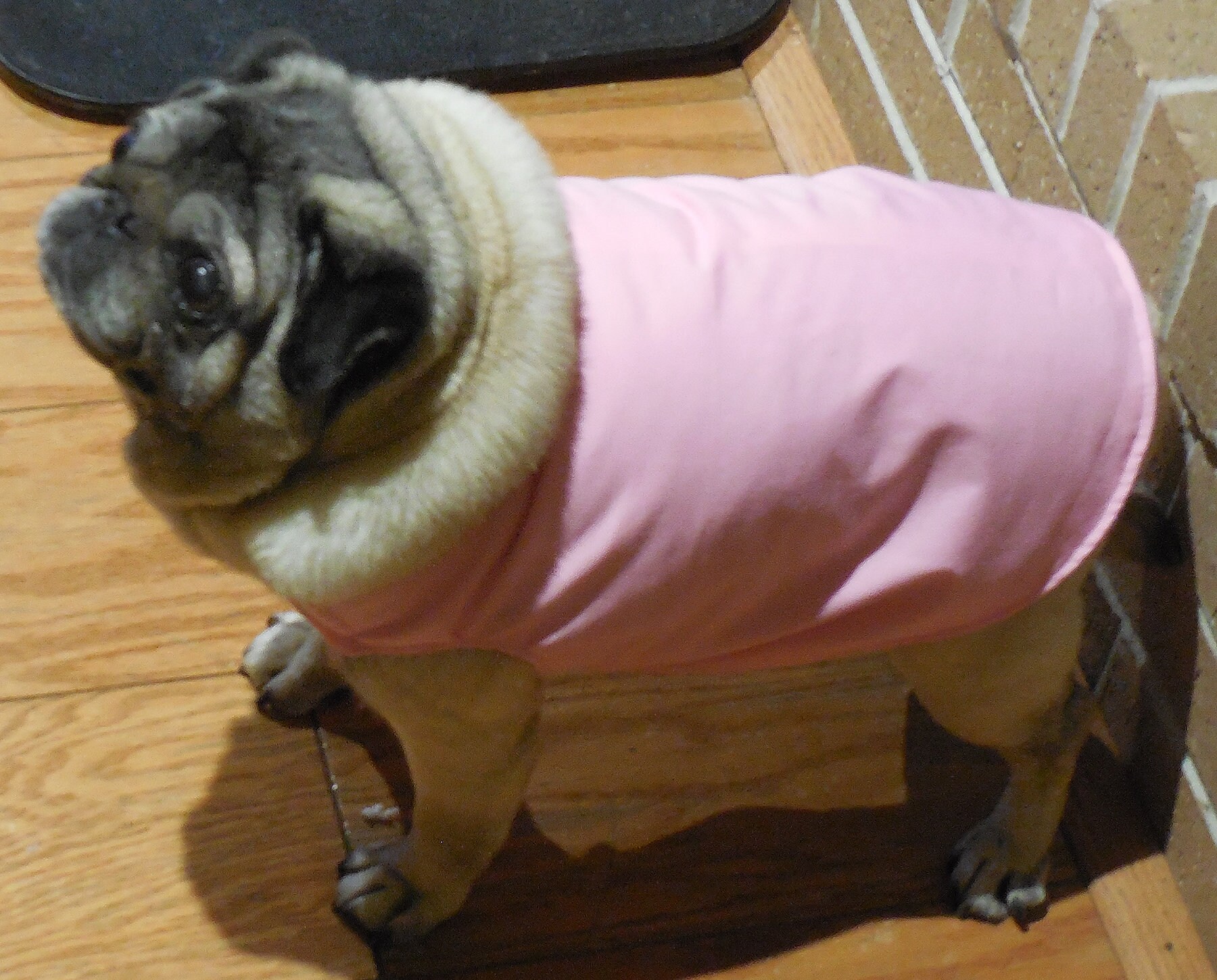 Pug Dog Pet Vest Sewing Pattern Digital Download Reversible Jacket for ...