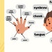 Educational Posters for Toddlers Human Body Part Montessori Homeschool ...
