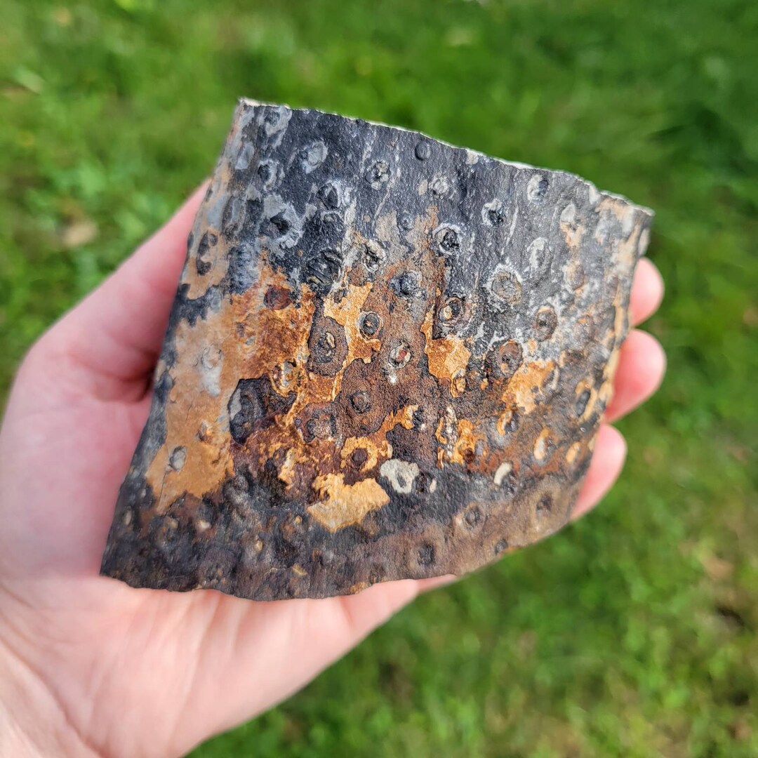 Large Fossil Fern Stem/root - Pennsylvanian Age, Stigmaria, Lepidendron ...