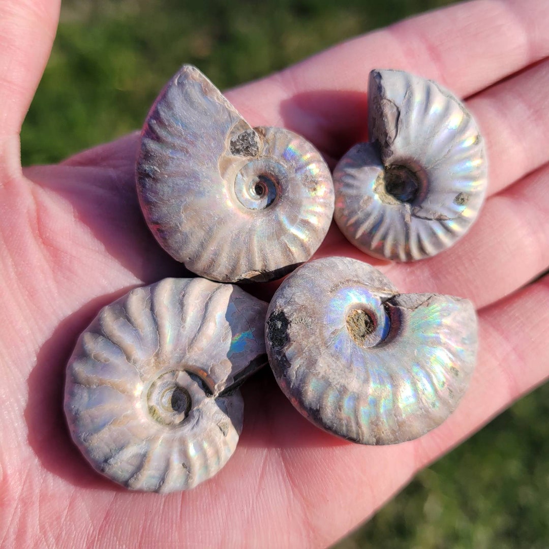 One Rainbow Ammonite Fossil - Your Choice - Irridescent Shell - Etsy