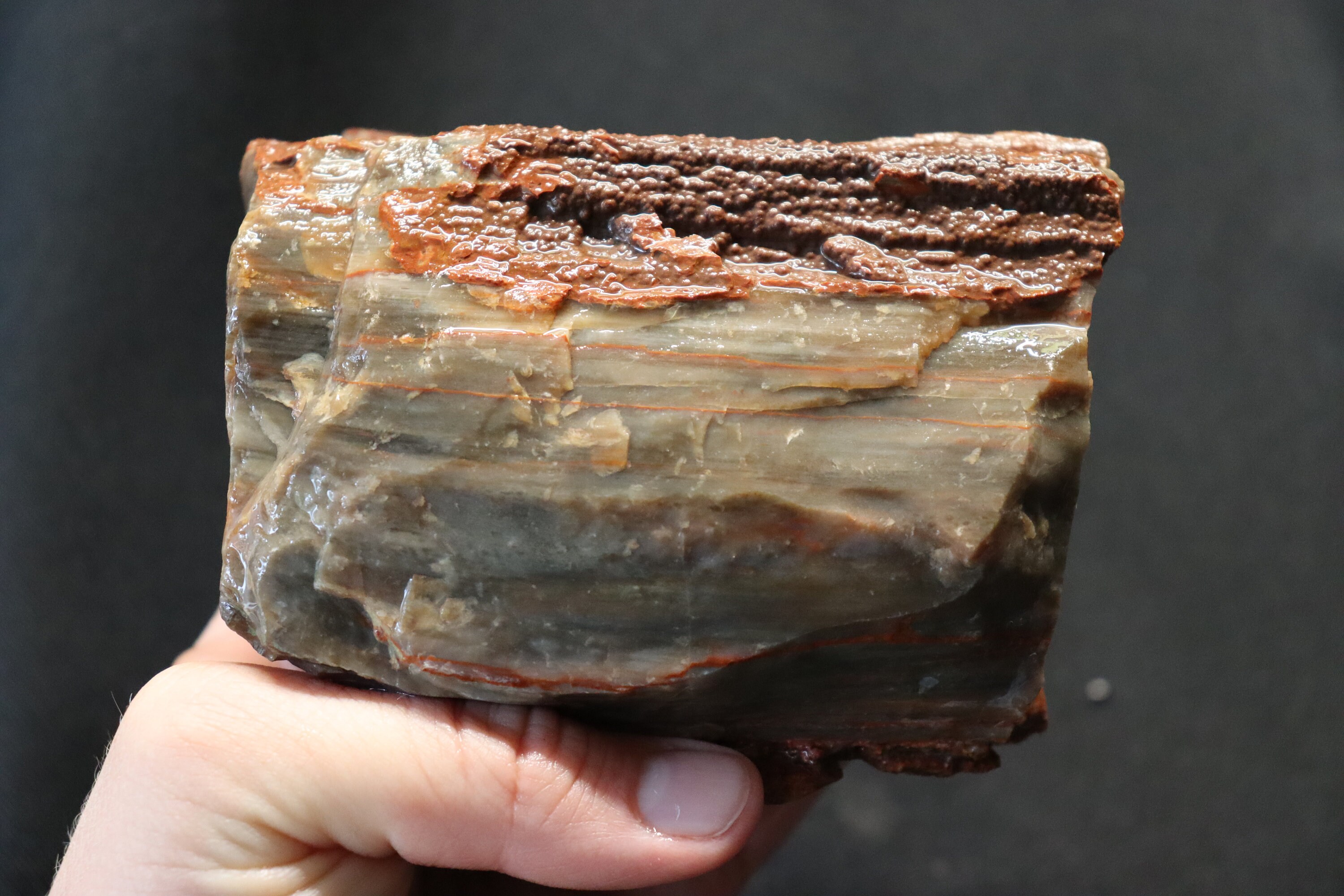 Home Décor Rocks & Geodes Arizona Petrified Wood Agatized Fossil Wood ...