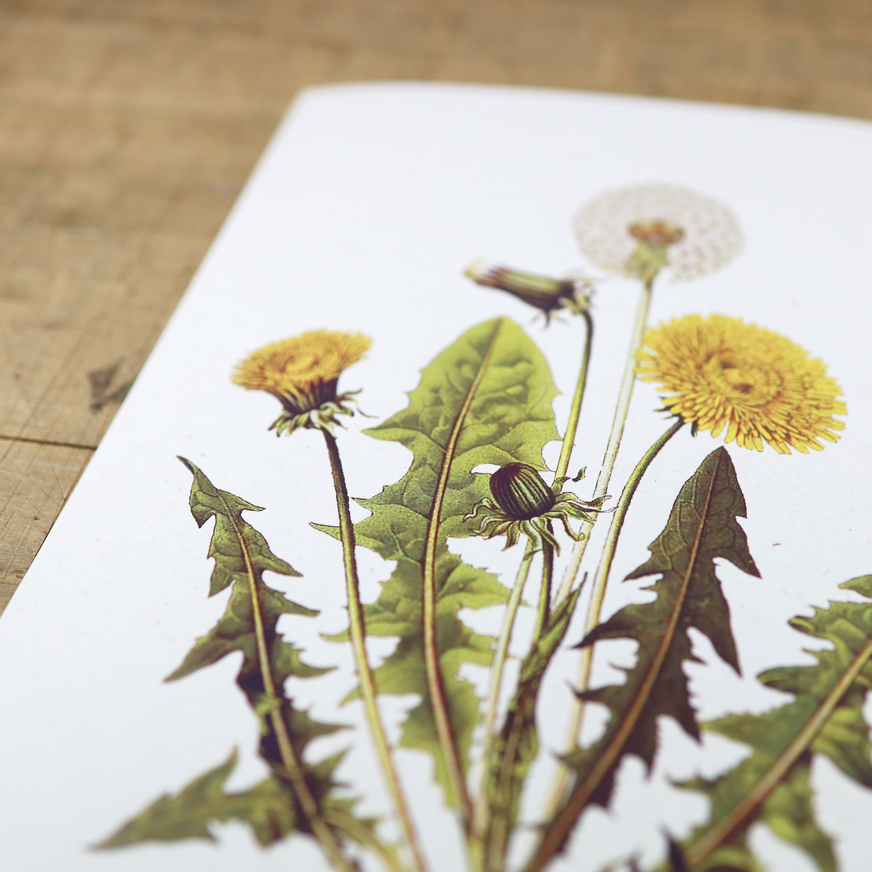 Lithographs Prints Art & Collectibles 1970s Original Botany ...