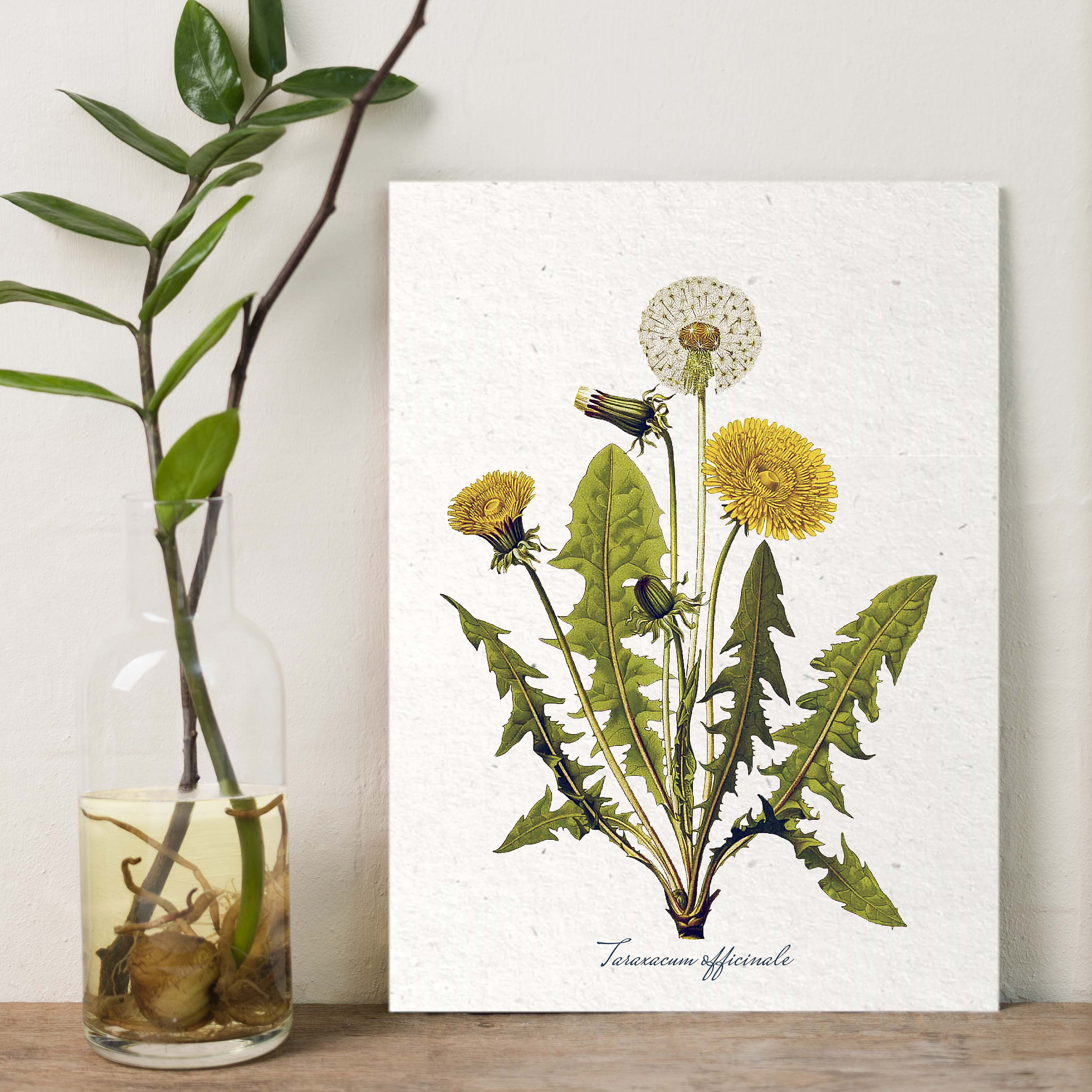 Lithographs Prints Art & Collectibles 1970s Original Botany ...