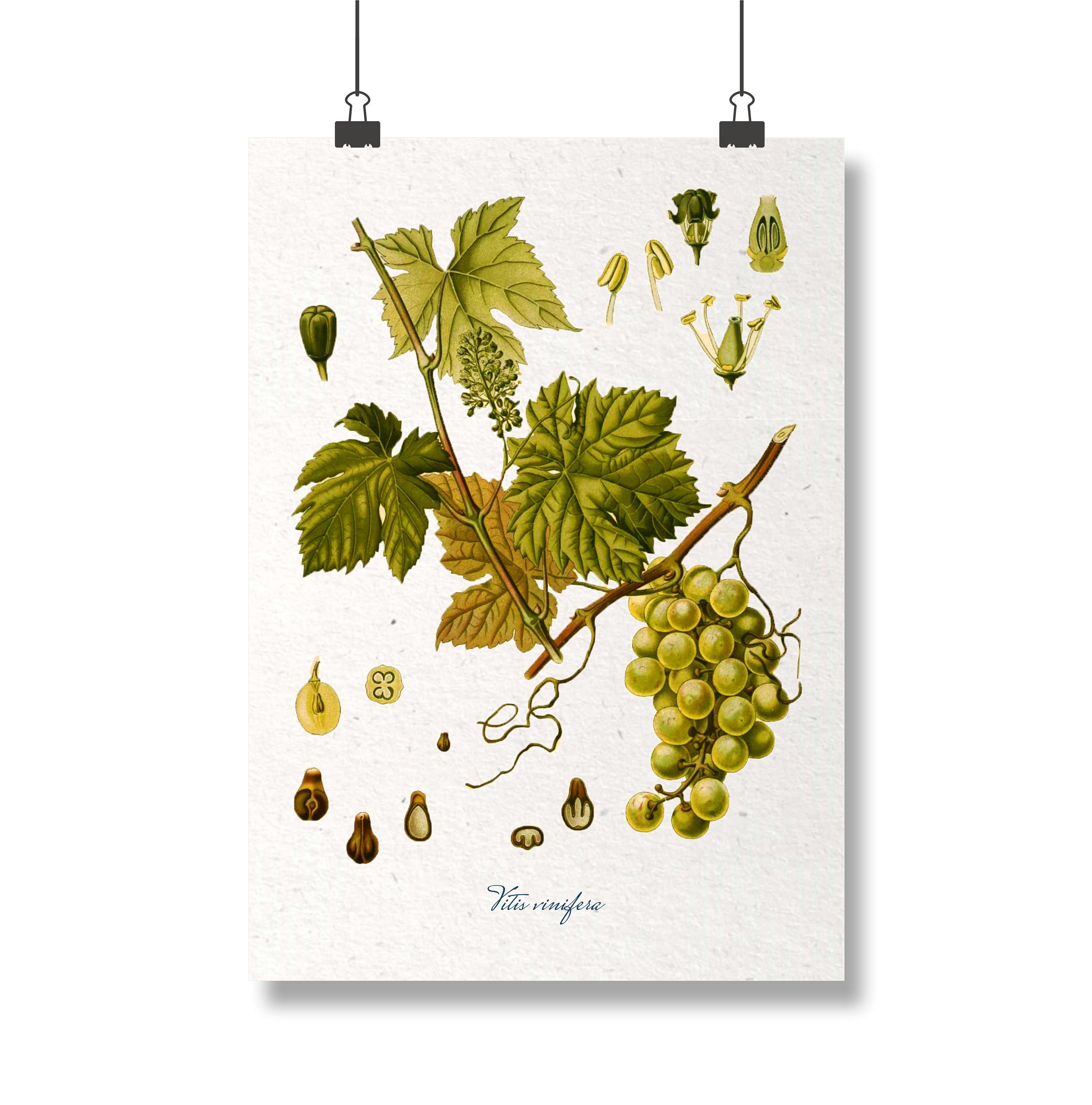 Vintage Grapes Illustration