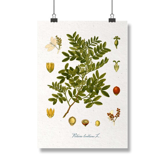 Mastic Tree Vintage Botanical Illustration - Etsy