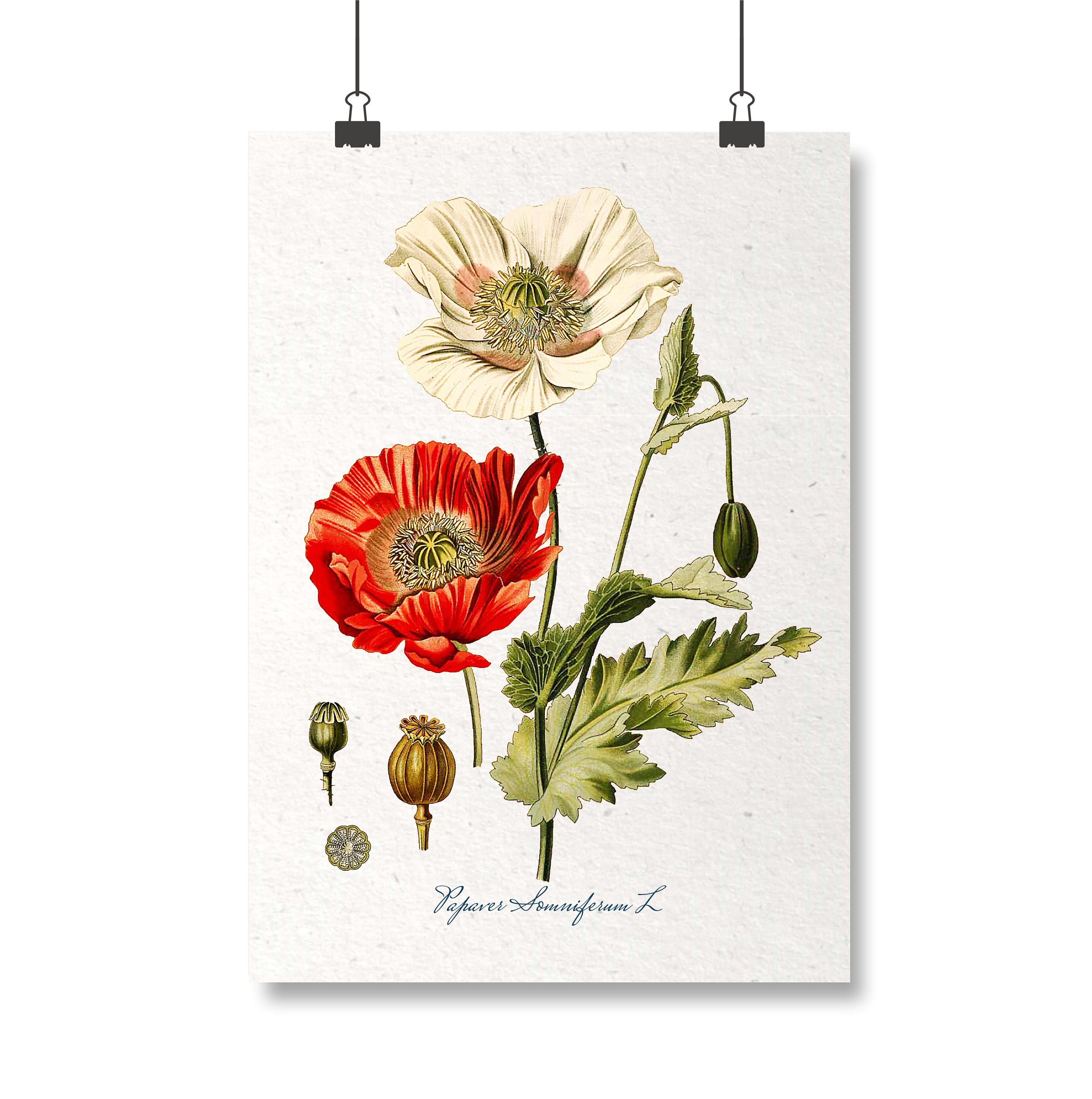 Poppy Botanical Illustration