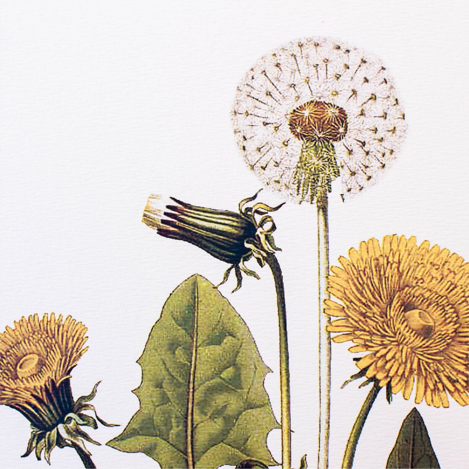 Dandelion Vintage Botanical Illustration | Etsy