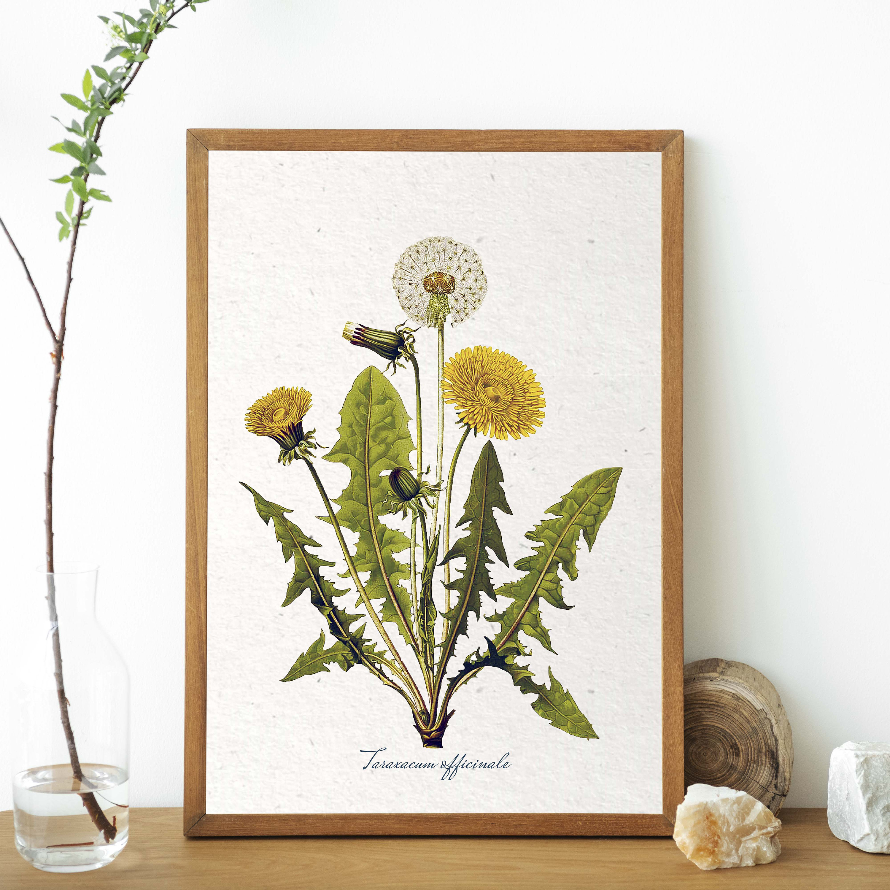 Lithographs Prints Art & Collectibles 1970s Original Botany ...