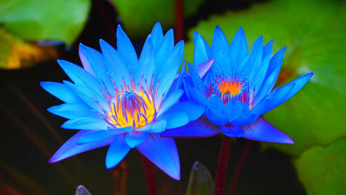 Blue Lotus 200:1 Extract - Nymphaea Caerulea - 30,000mg - Etsy