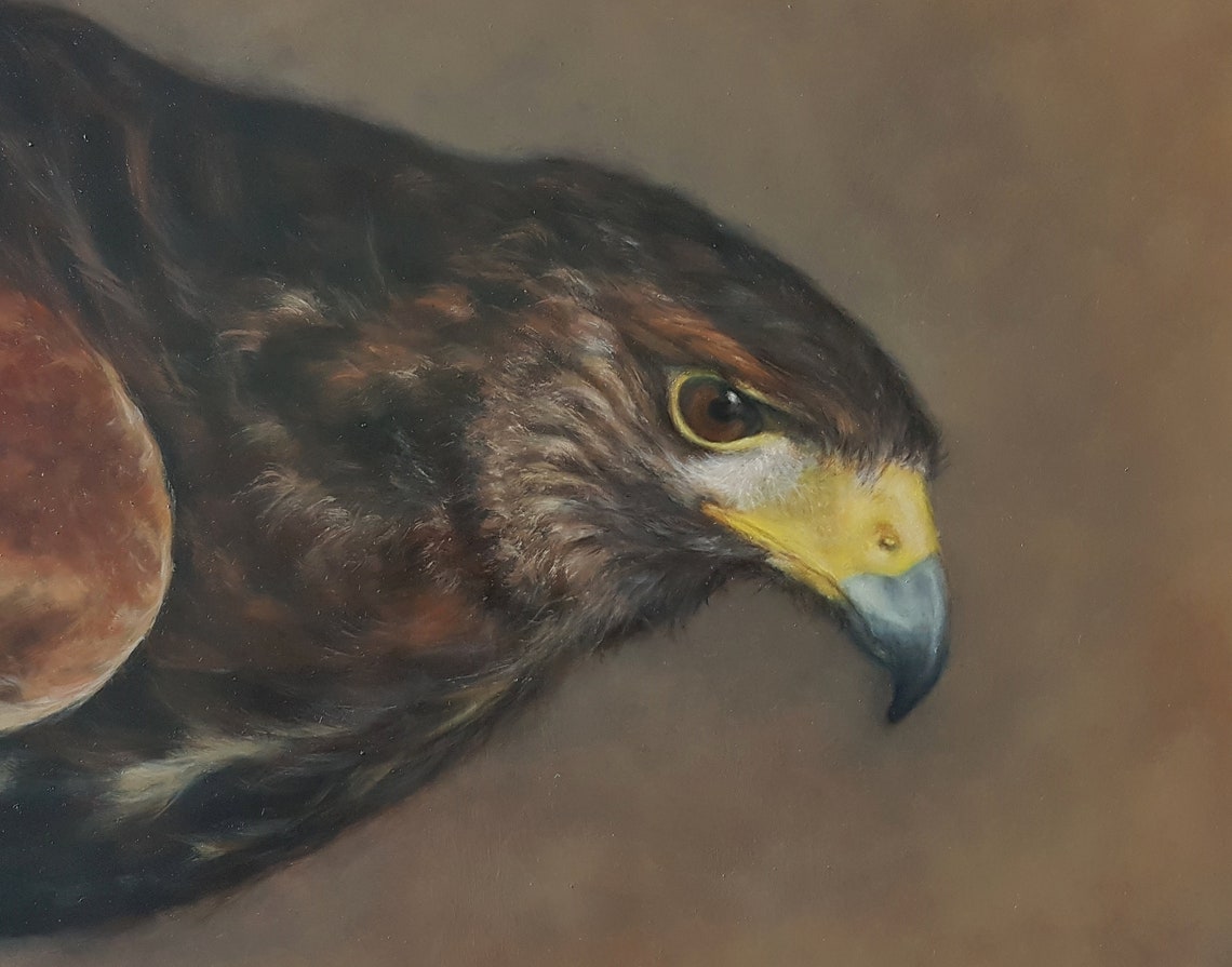 HAWK OIL PAINTING / Harris's Hawk Original Oil Painting / | Etsy