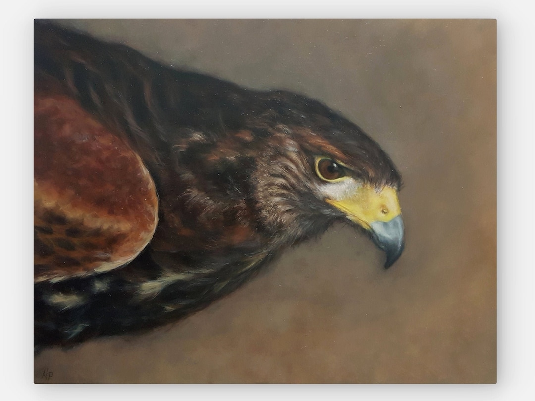 HAWK OIL PAINTING / Harris's Hawk Original Oil Painting / Animal ...