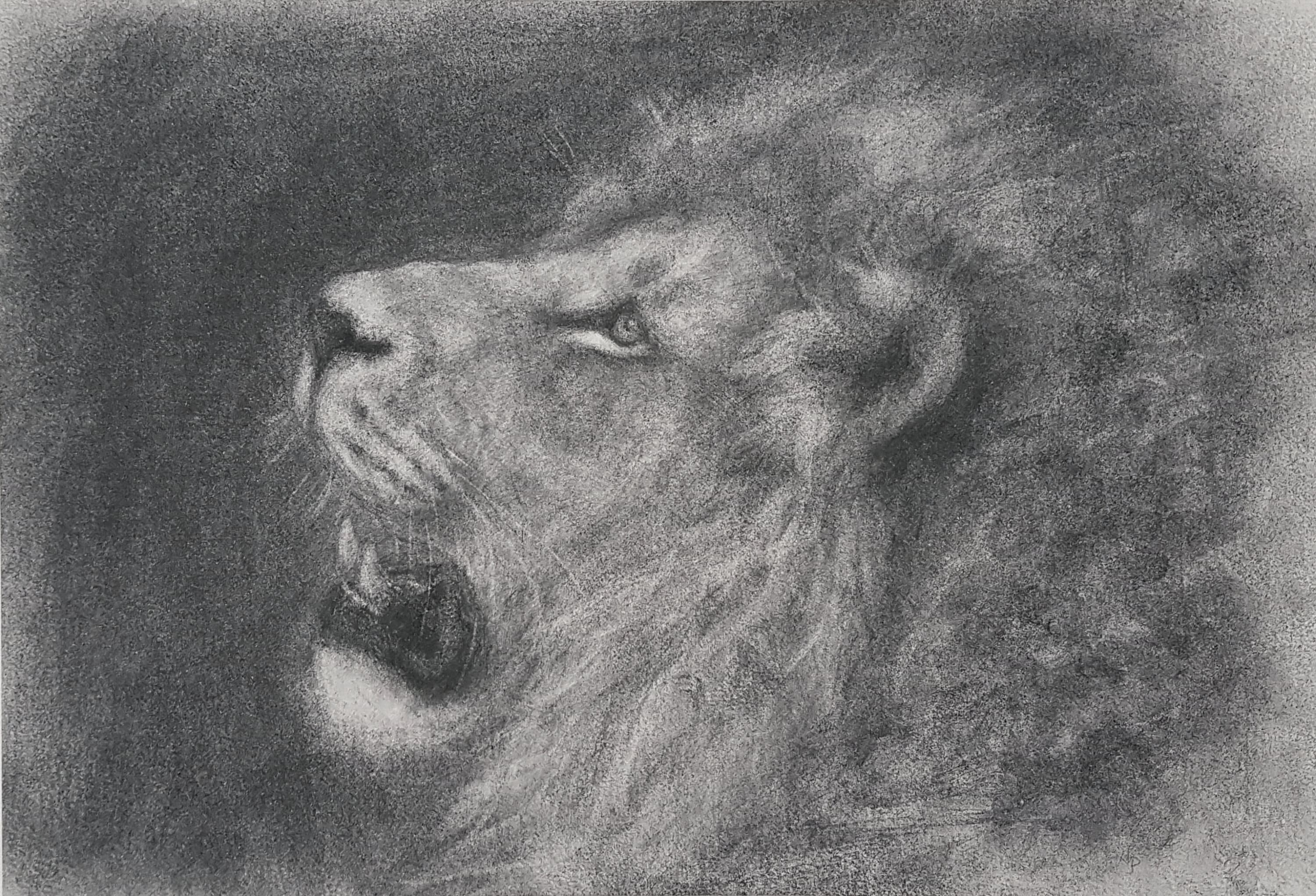 LION ART PRINT / Lion Charcoal Drawing Fine Art Print / - Etsy