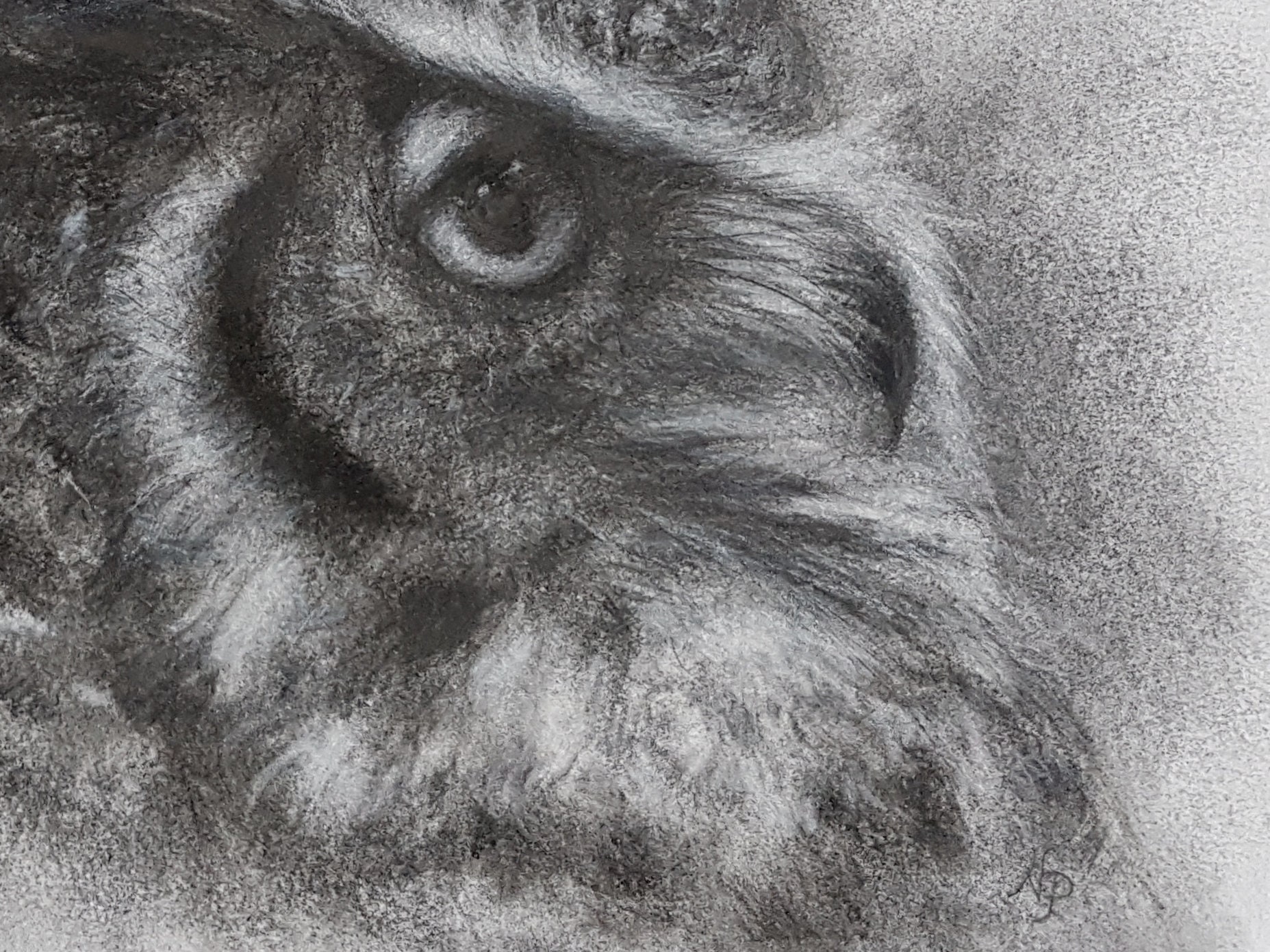 Owl Original Charcoal Drawing / Eagle Owl Hand Drawn Small Bird Wall ...