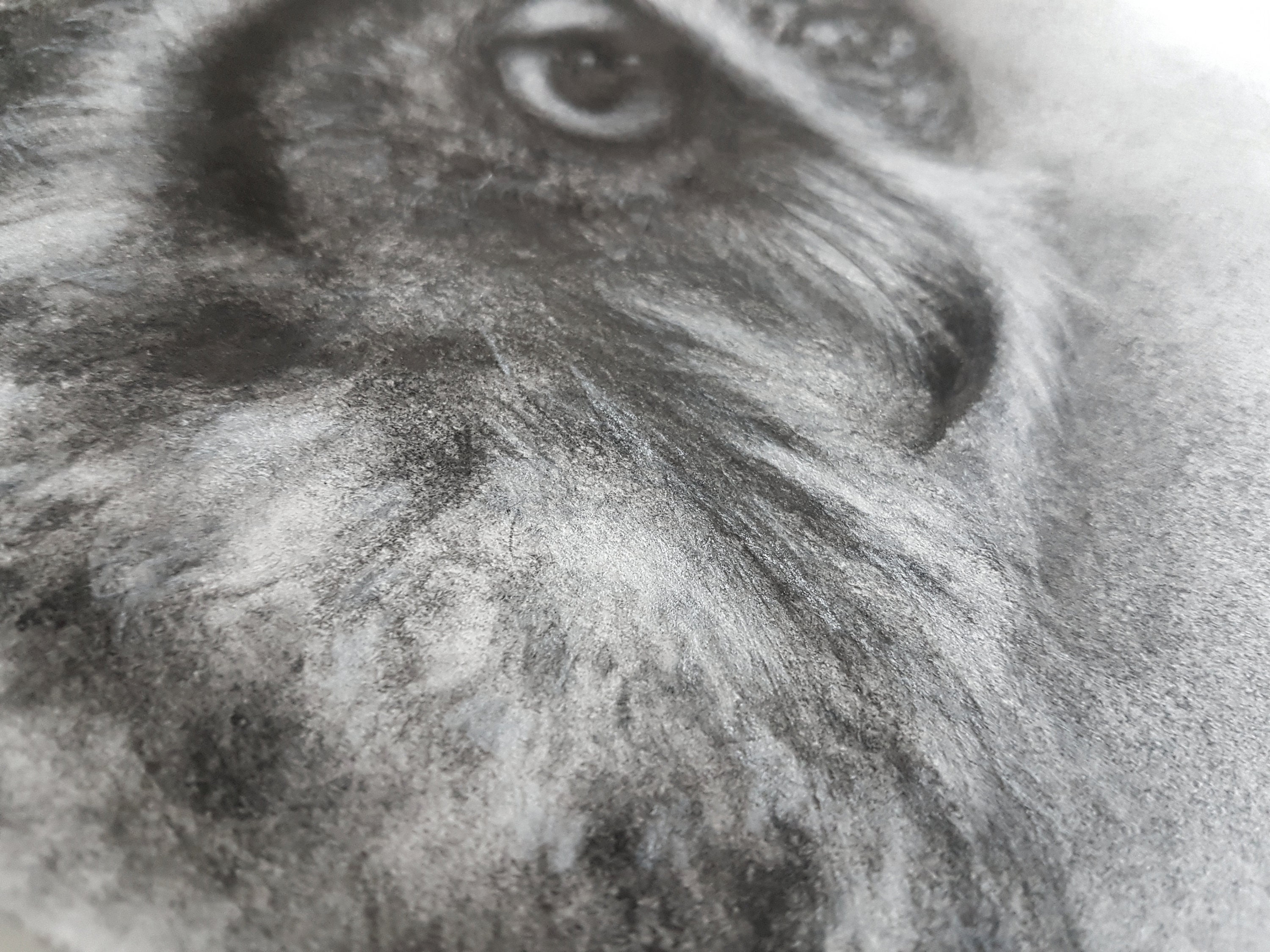 Owl Original Charcoal Drawing / Eagle Owl Hand Drawn Small - Etsy