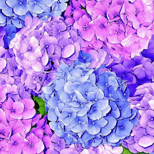 Hydrangea Fabric - Etsy