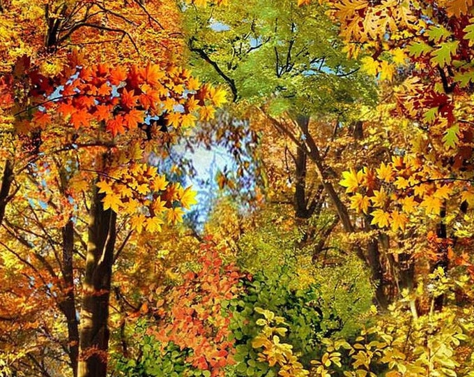 15 Panel Remnant Timeless Treasures Fall Foliage Panel Panel Remnant ...
