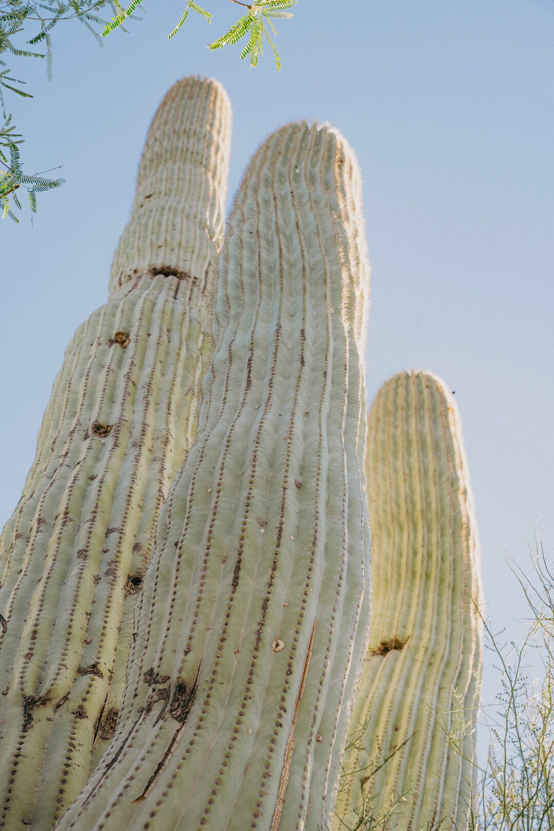 Cactus, Southwest, Photo, Digital Download, Landscape, Nature, Arizona ...