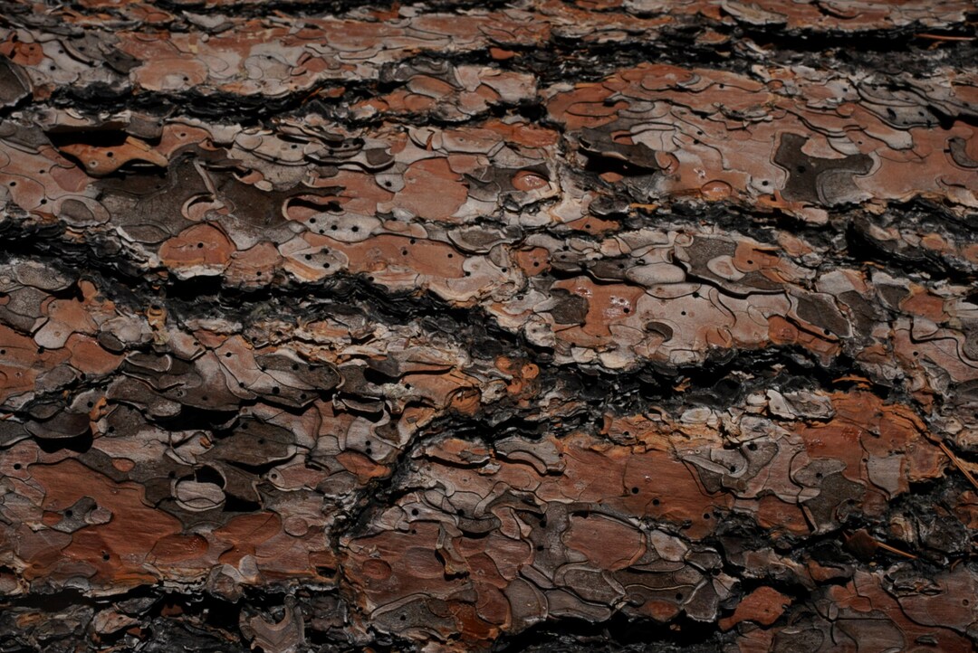 Pine Bark Print, PNW Photography, Great Northwest, Pine Trees ...