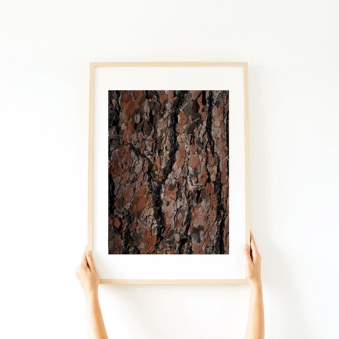 Pine Bark Print, PNW Photography, Great Northwest, Pine Trees ...
