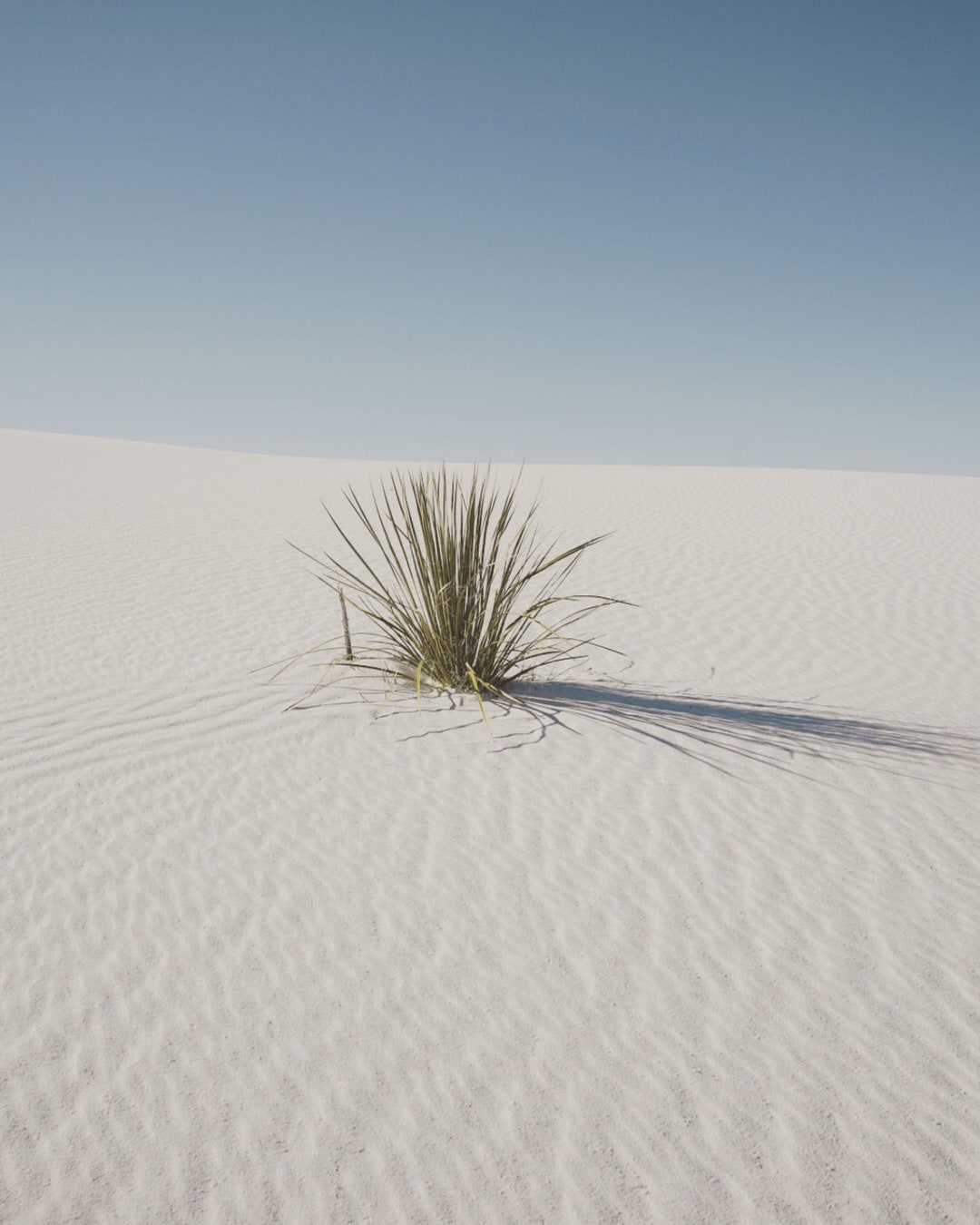 Yucca Grass, Southwest, White Sands, Photo, Digital Print, Landscape ...