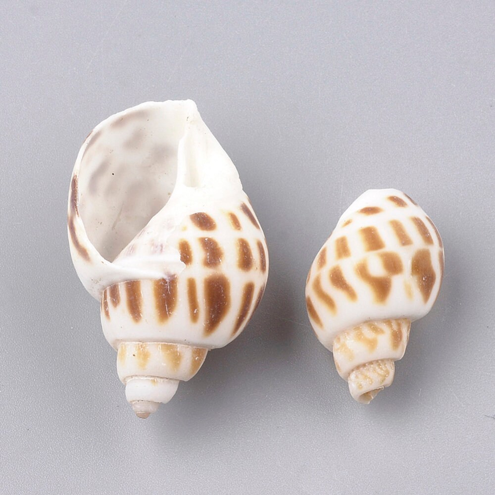 Spiral Swirl Shells Seashells 20 30 Mm Size 100g Small | Etsy