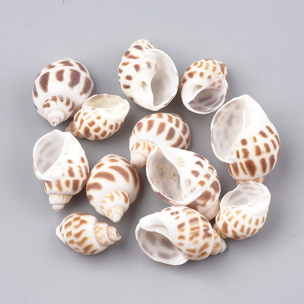 Spiral Swirl Shells Seashells 20 30 Mm Size 100g Small | Etsy