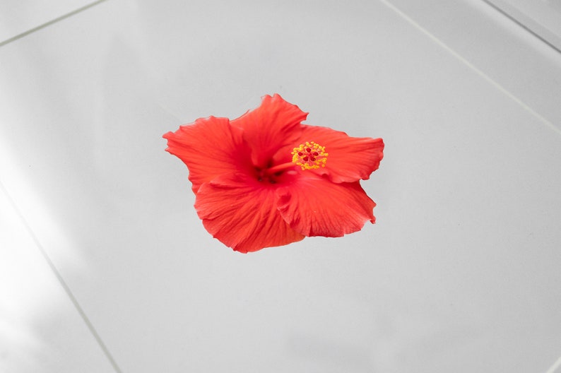 Flower Printable, Hibiscus Flower Printable, Red Flower Printable, Cute ...